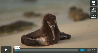 Dream of a Dying Albatross by Chris Jordan | Chase Jarvis